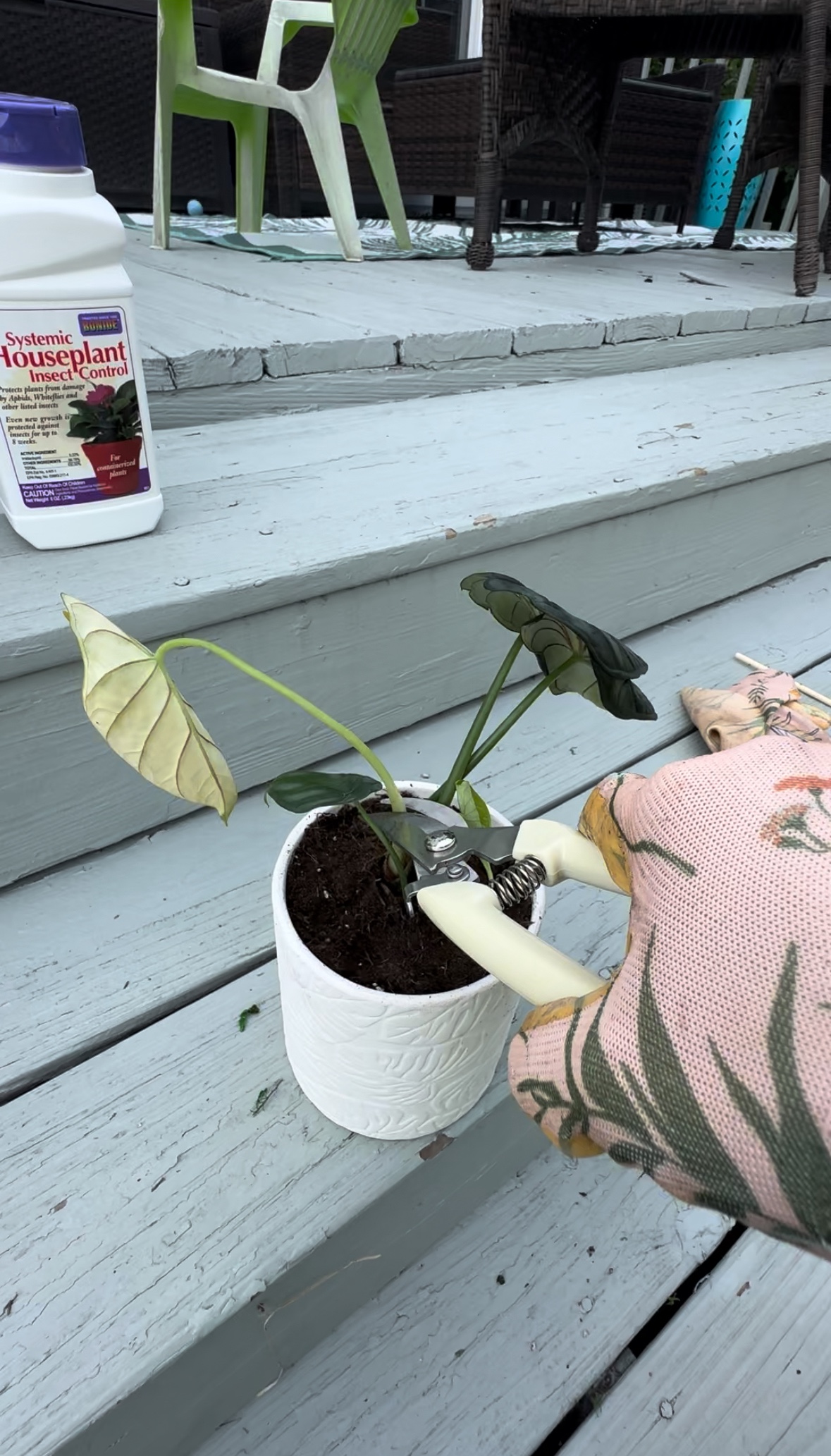 Bringing Bargain Plants Back to Life – The Engineered Mama