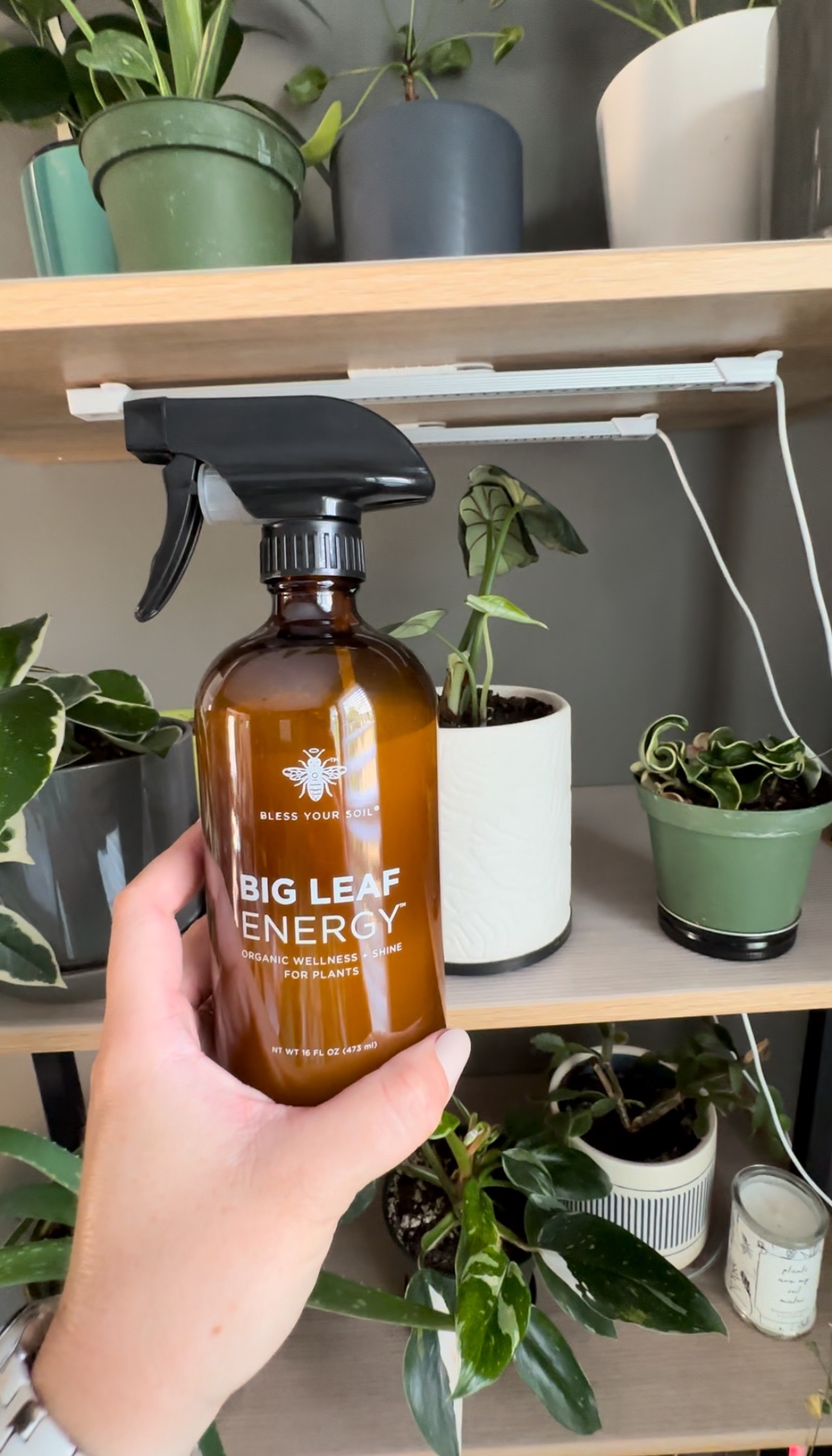 Bringing Bargain Plants Back to Life – The Engineered Mama